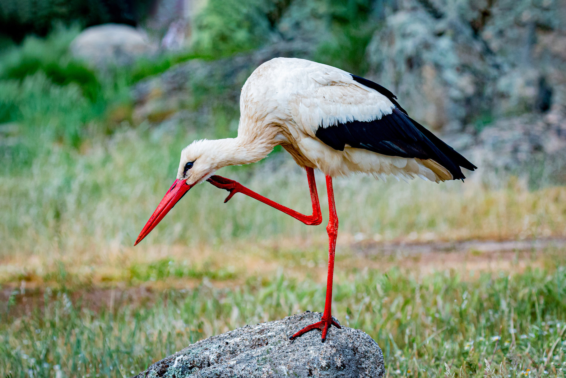 Elegant white stork featuring stork, bird, and beak, an Animal Photo by ...