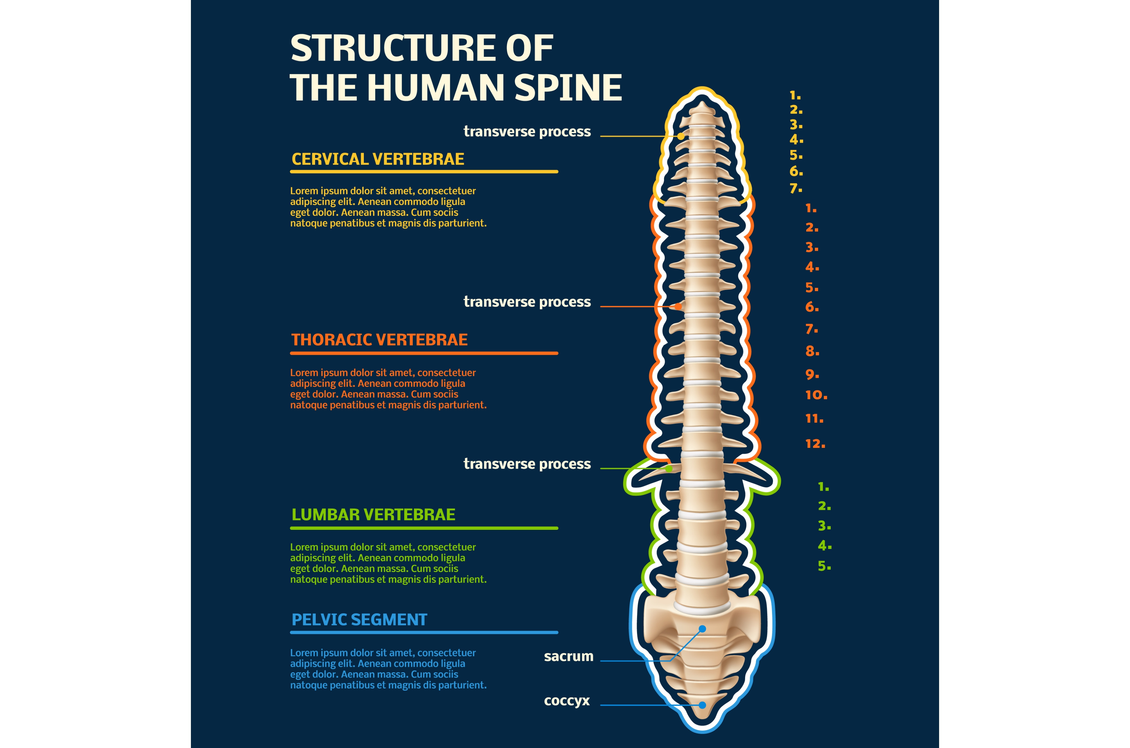 Spine structure infographic. Human | Graphic Objects ~ Creative Market