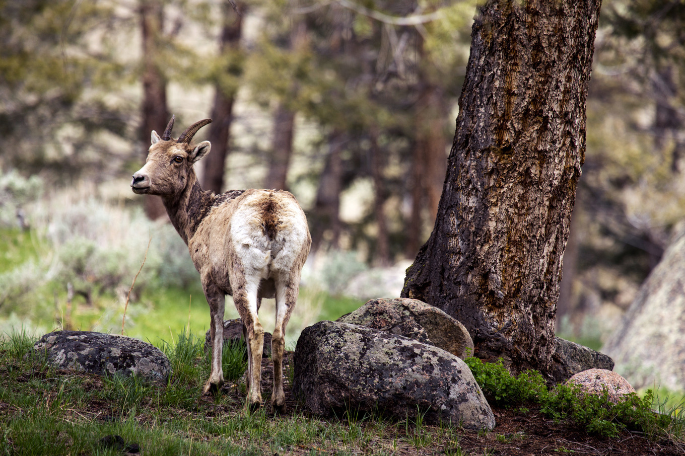 Bighorn Uwe in Yellowstone, an Animal Photo by lauracola | Creative Market