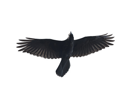 Roven, an Animal Photo by Byrdyak