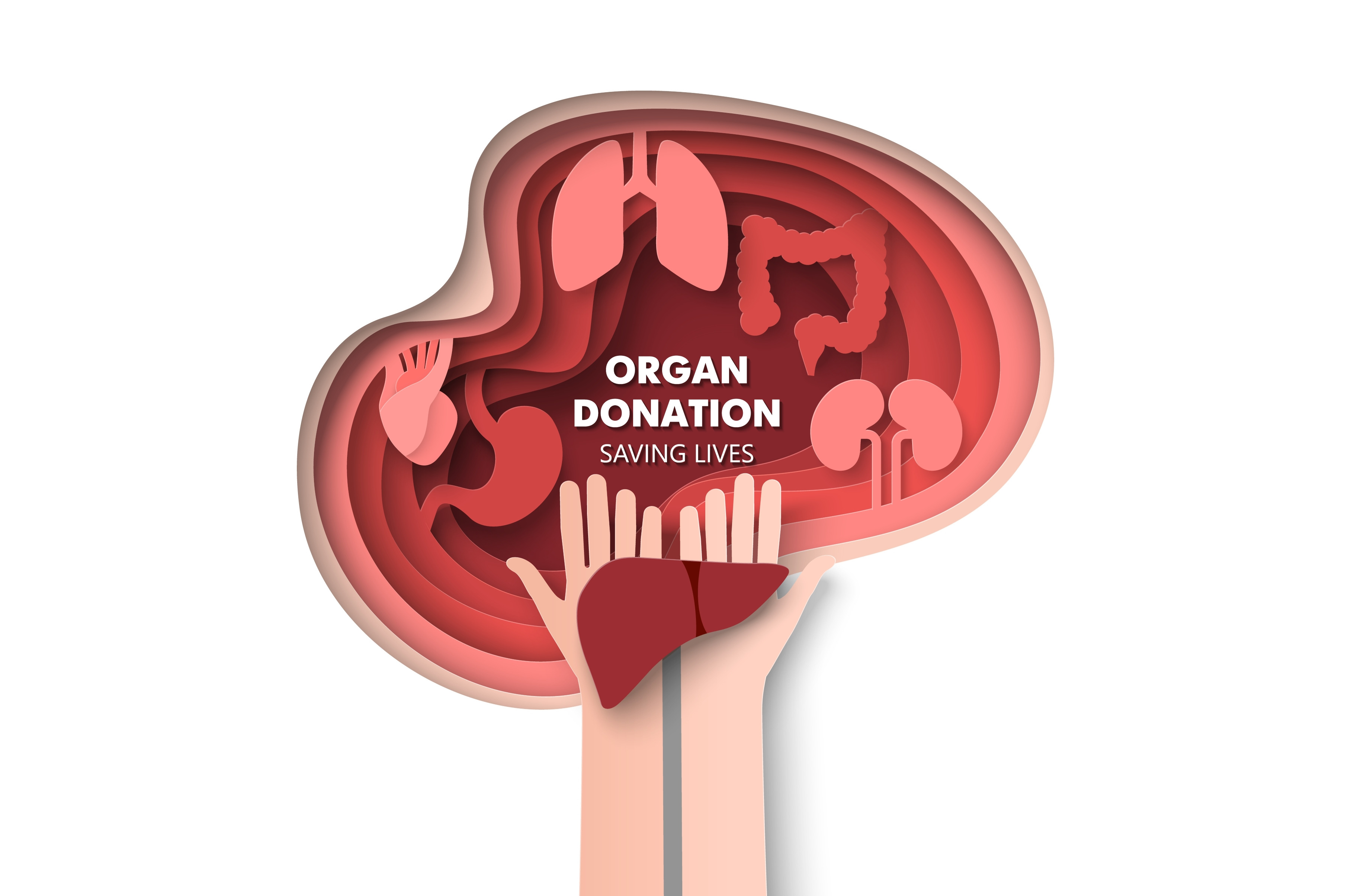 Organ donation 3d vector saving life, an Object Graphic by Siberian Art