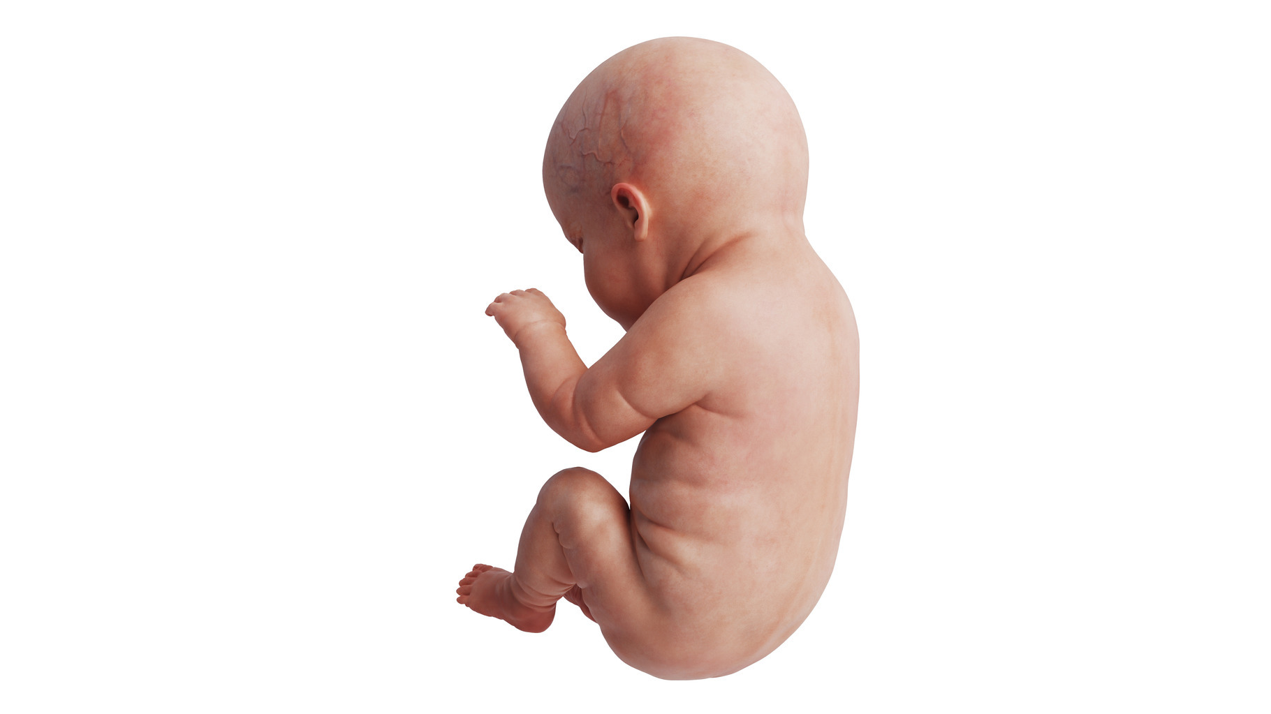 Embryo human fetus unborn, back view, an Object Graphic by ARTYuSTUDIO