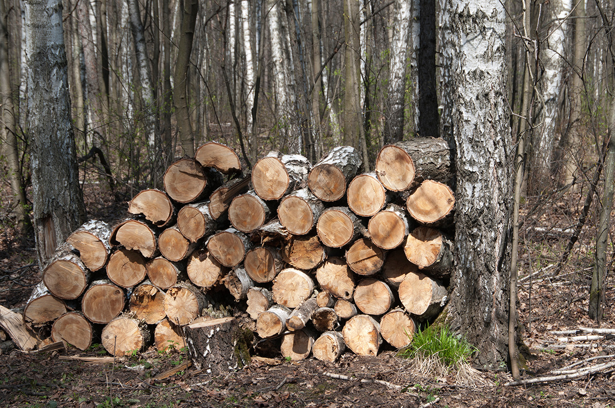 Stack of wood in a forest featuring heap, woodpile, and energy, an ...