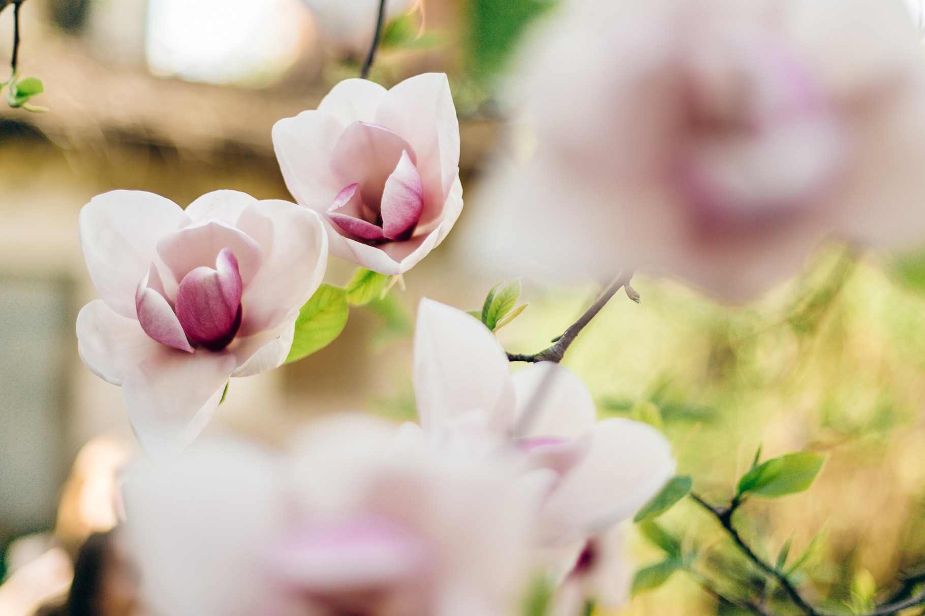 tender pink magnolia flowers, a Nature Photo by Sonjachni