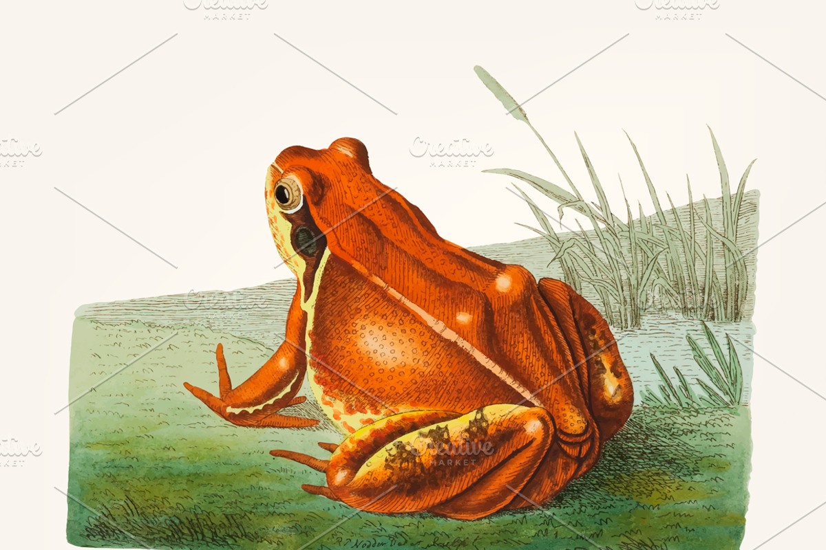 Hand drawn frog, an Animal Illustration by rawpixel