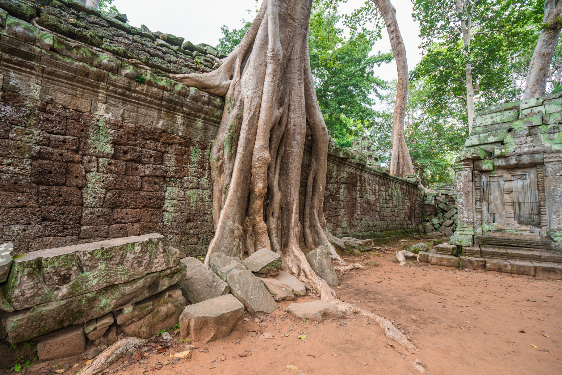 Tree roots cover a historic khmer featuring tree, bayon, and cambodia ...