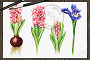 Spring Bulbs Illustration, a Decorative Illustration by DioFlow