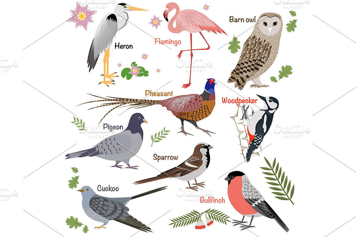 Realistic birds collection, an Animal Illustration by IvanFet