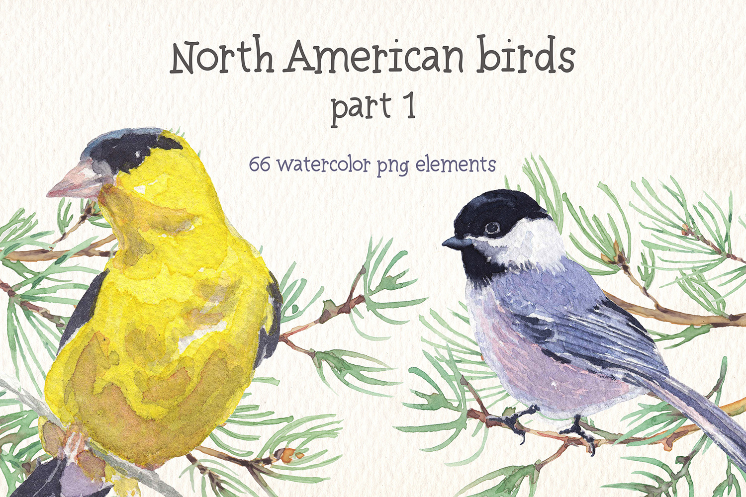Birds of North America watercolor, an Illustration by Art & Things