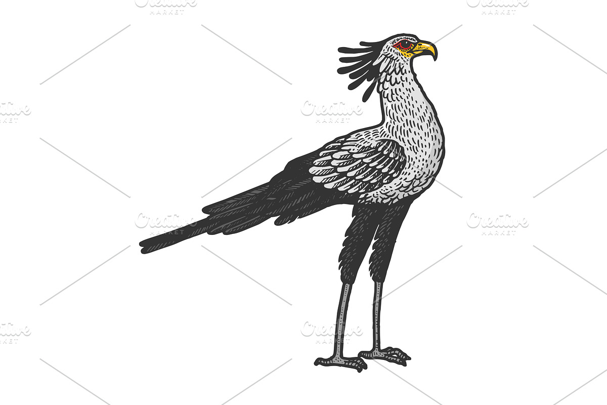 Secretary bird animal sketch vector, an Animal Illustration by AlexArt ...