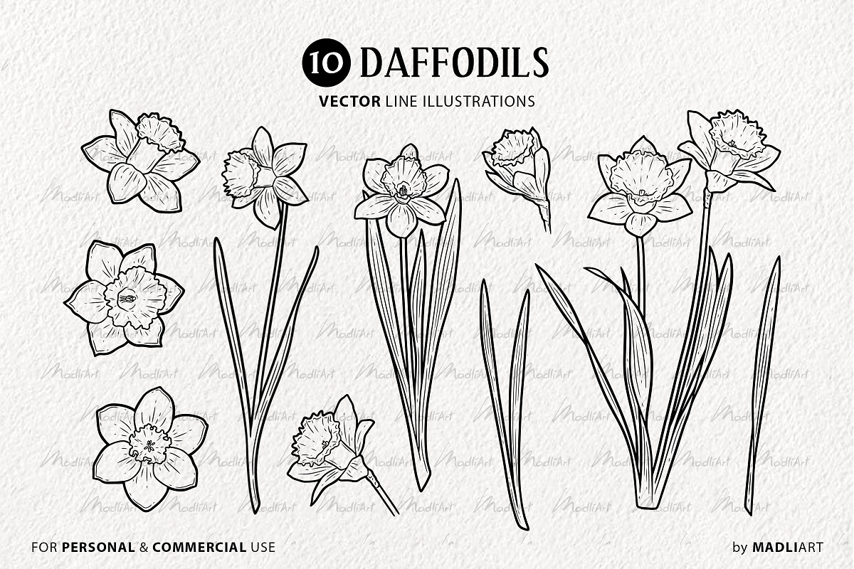 Daffodil Flower Vector Line Art Set, a Decorative Illustration by MadliArt