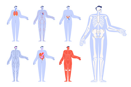 Human Body Anatomy, a Healthcare Illustration by Rekanice