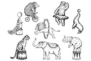 Retro circus animals performance set, an Animal Illustration by AlexArt