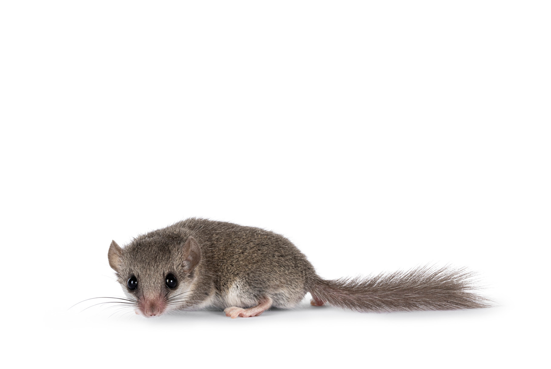 African dormouse on white background, an Animal Photo by Cat'chy Images ...