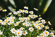 Tiny Daisies, a Nature Photo by Melanie Helena