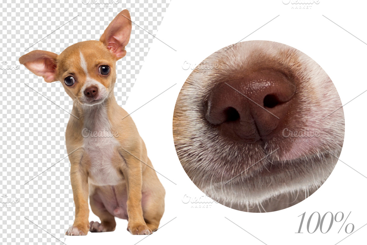 100 Dogs Bundle - Cut-out Pictures, an Object Graphic by Life on White