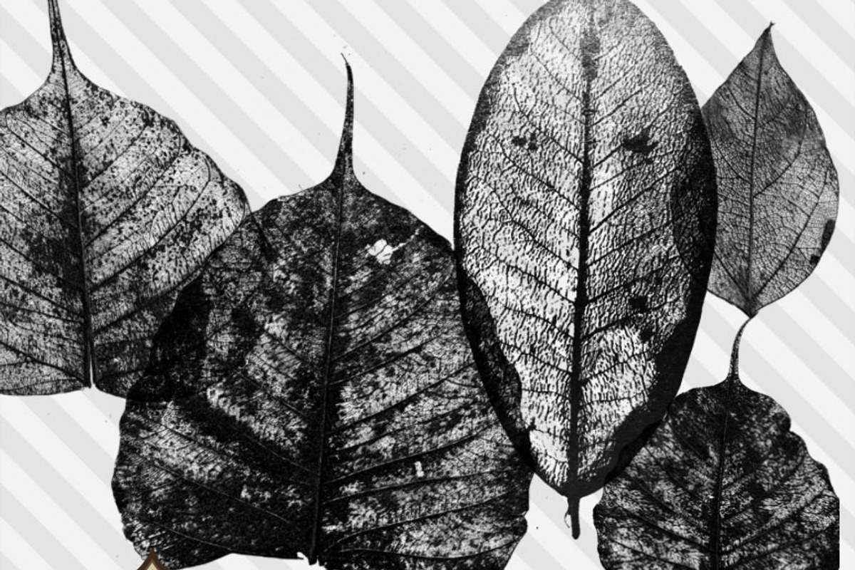 Skeleton Leaves PSD Brushes Clip Art, a Brush Add-On by Digital Curio