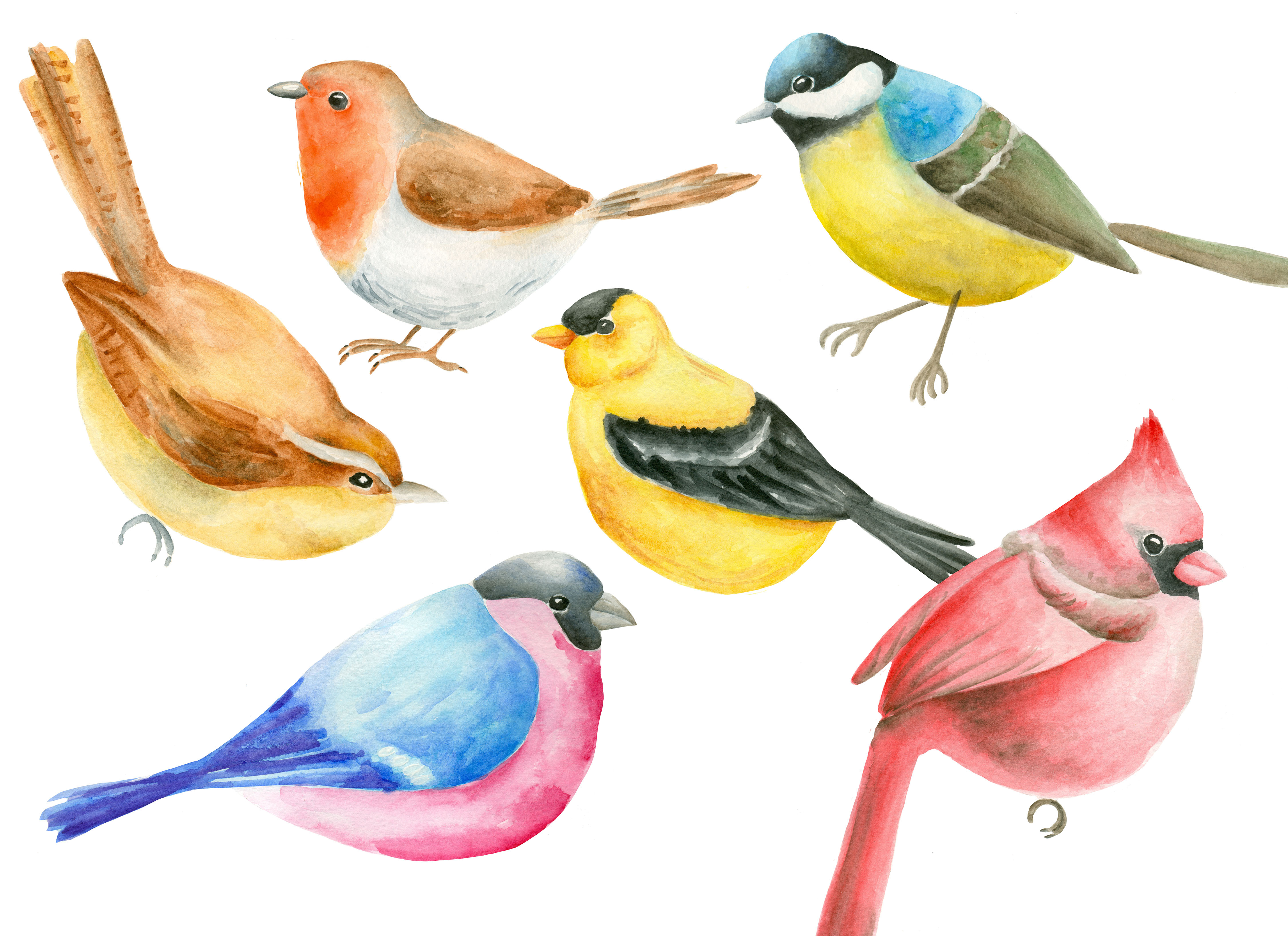 Bird illustration, an Illustration by DarinaDigital