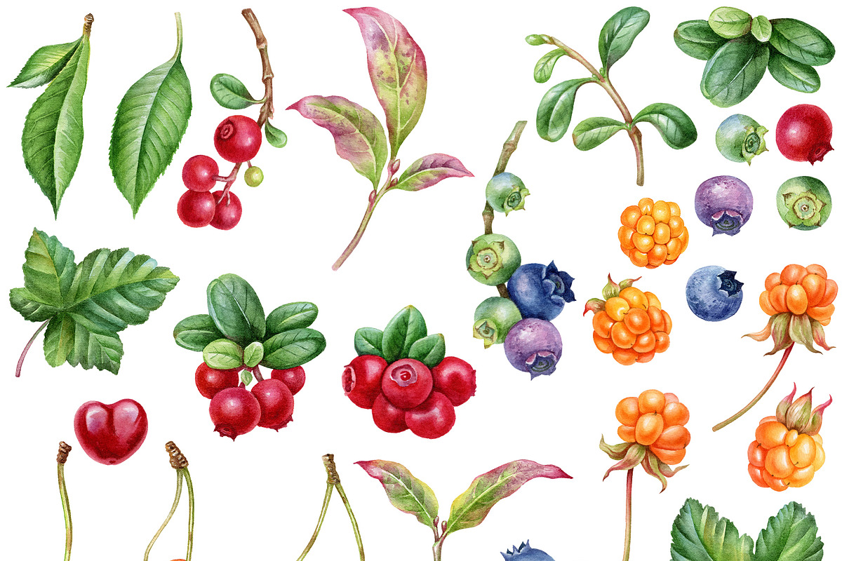 Watercolor berries clip art., a Food Illustration by Mary