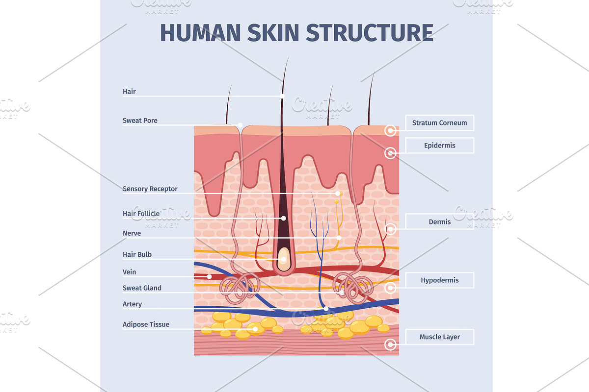Skin layers. Detailed illustrations, a Background Graphic by Onyx