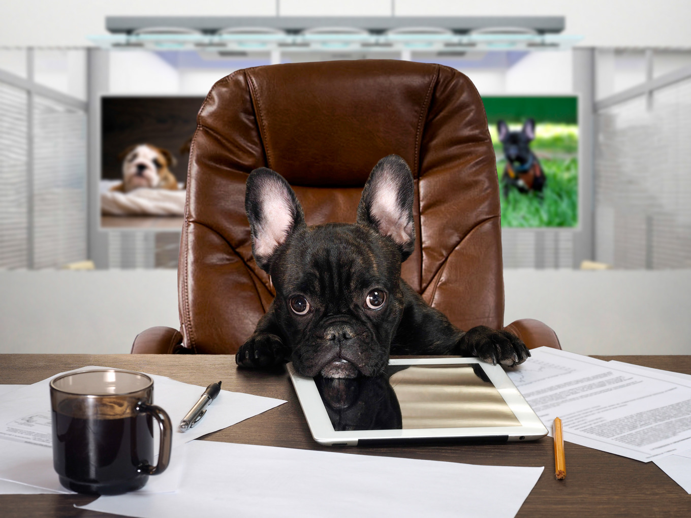The dog in the office behind a desk. Cabinet, tablet, paper and cup of ...