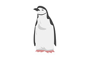 Chinstrap Penguin as Aquatic | Animal Illustrations ~ Creative Market