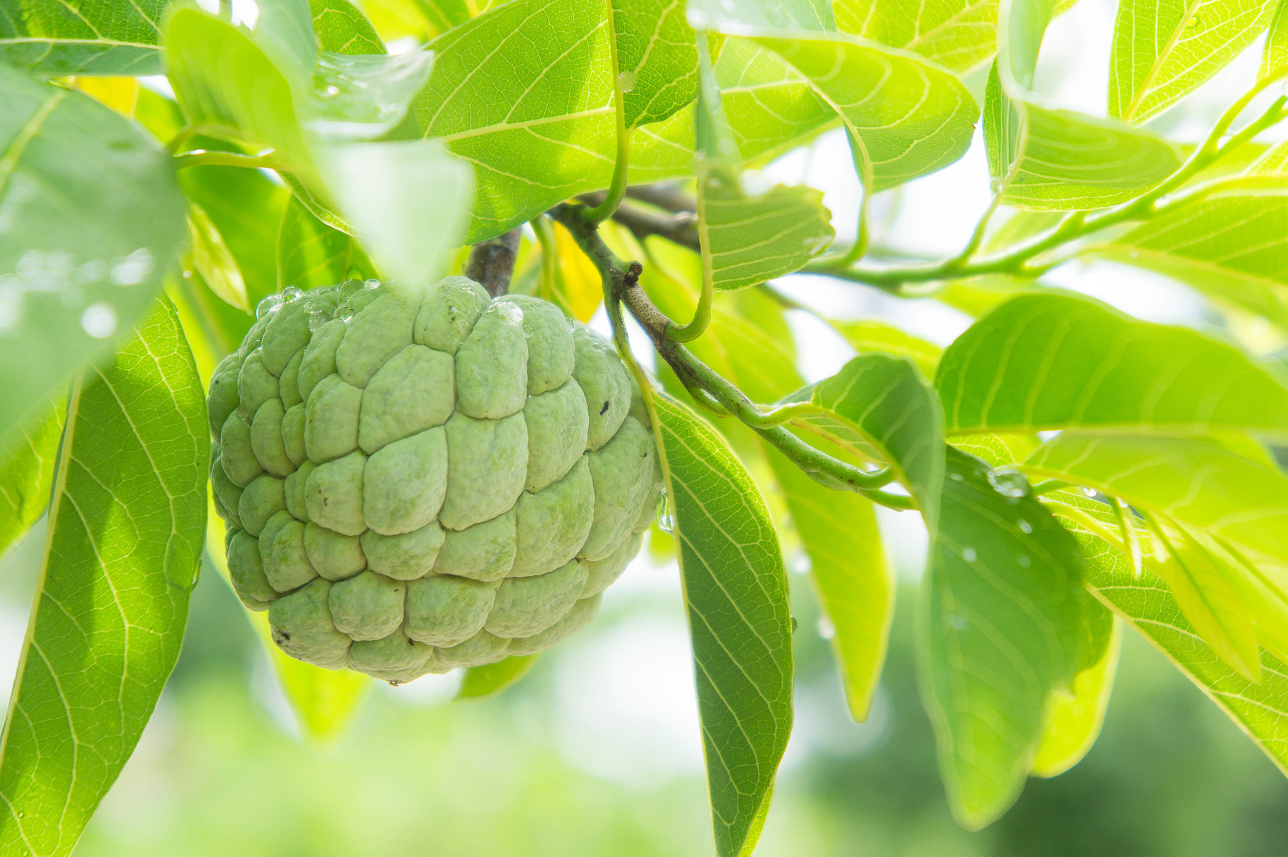 Custard apple tree featuring healthy eating, agriculture, and apple ...