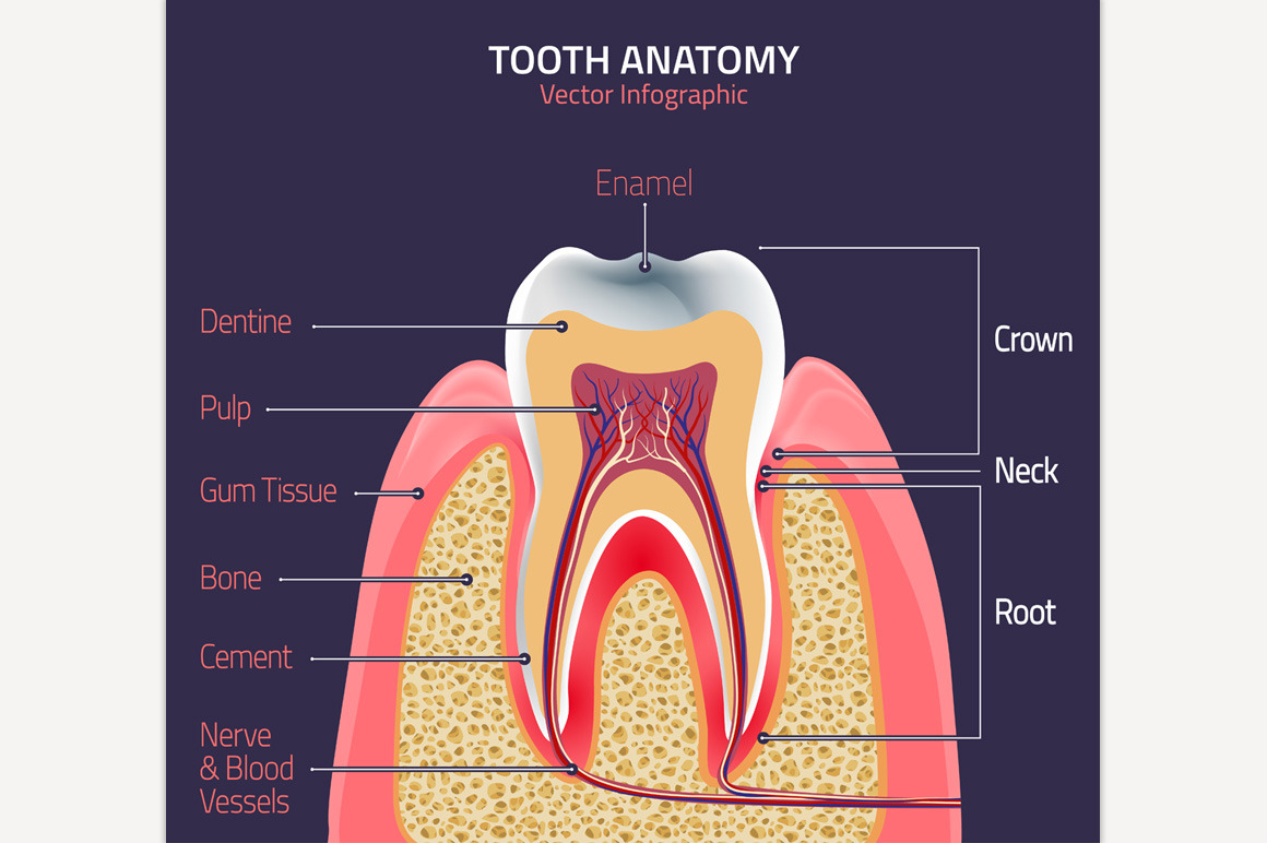 Teeth Vector Anatomy, an Education Illustration by Anna's Shop