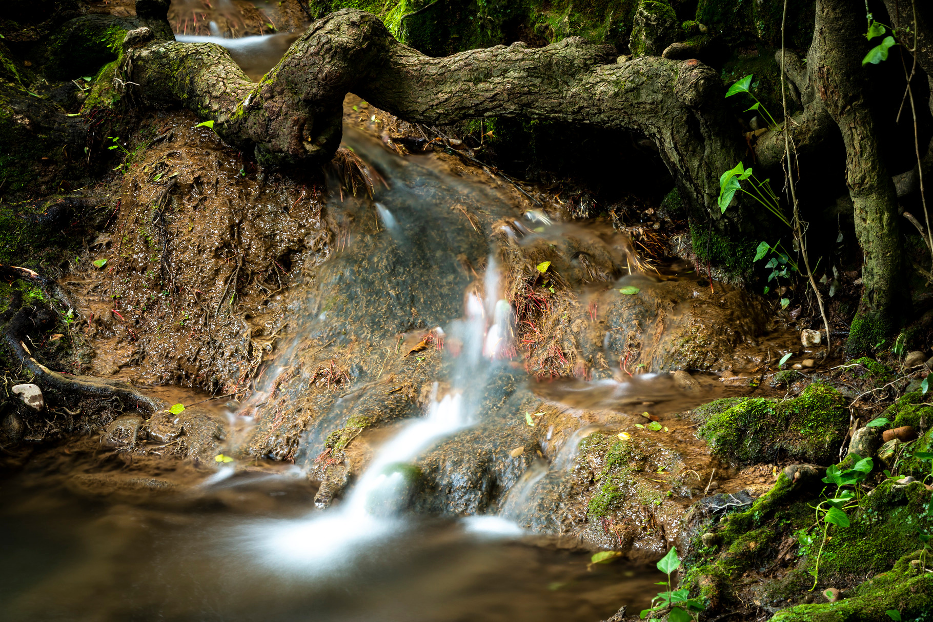 Small cascade flowing under tree tru featuring forest, beautiful, and ...