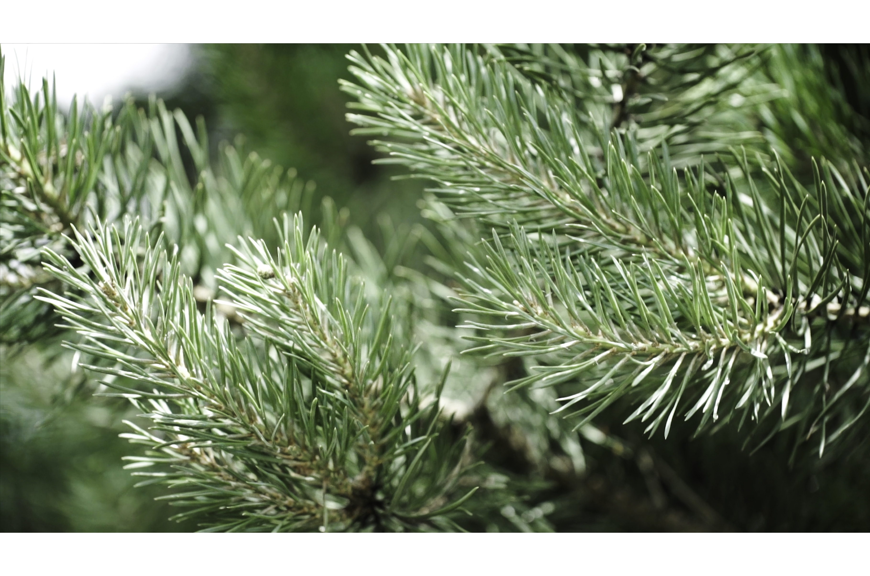 Green prickly branches of a fur-tree, a Background Graphic by Media ...