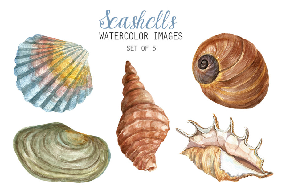 Watercolor Seashells Clipart, a Decorative Illustration by YesFoxy