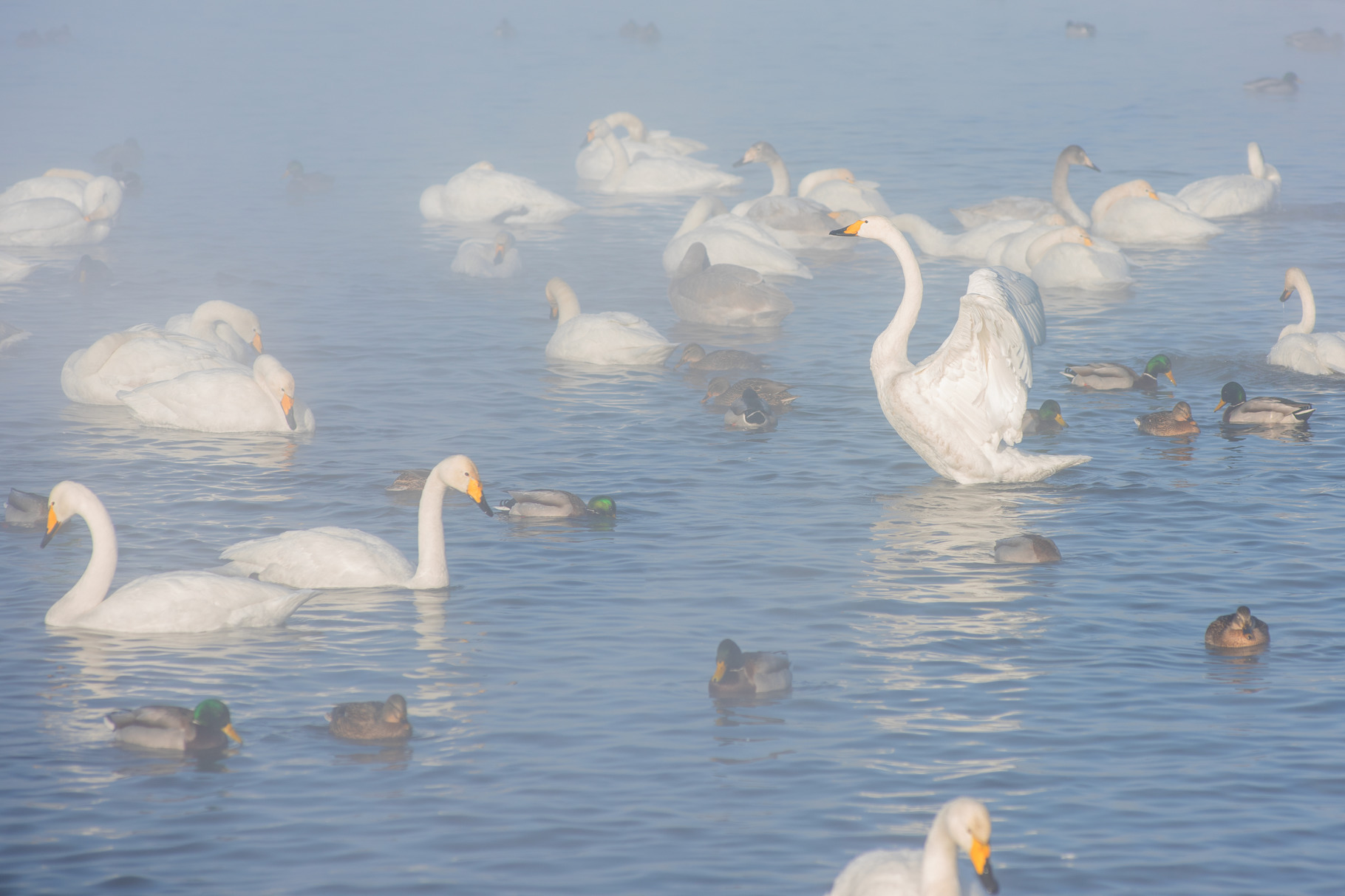 Beautiful white whooping swans featuring snow, peace, and eye, an ...