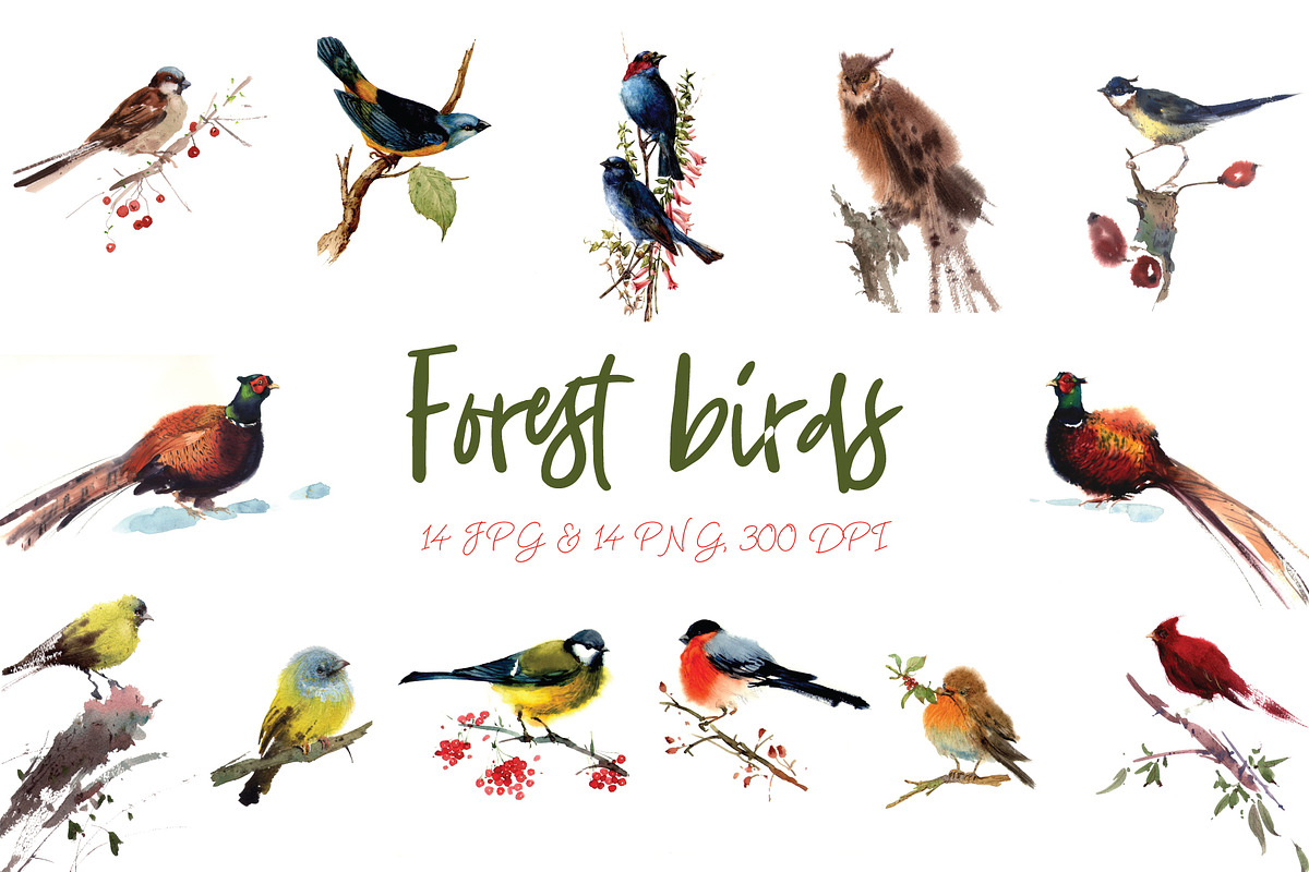 Watercolor forest birds, an Animal Illustration by ivanushka-art