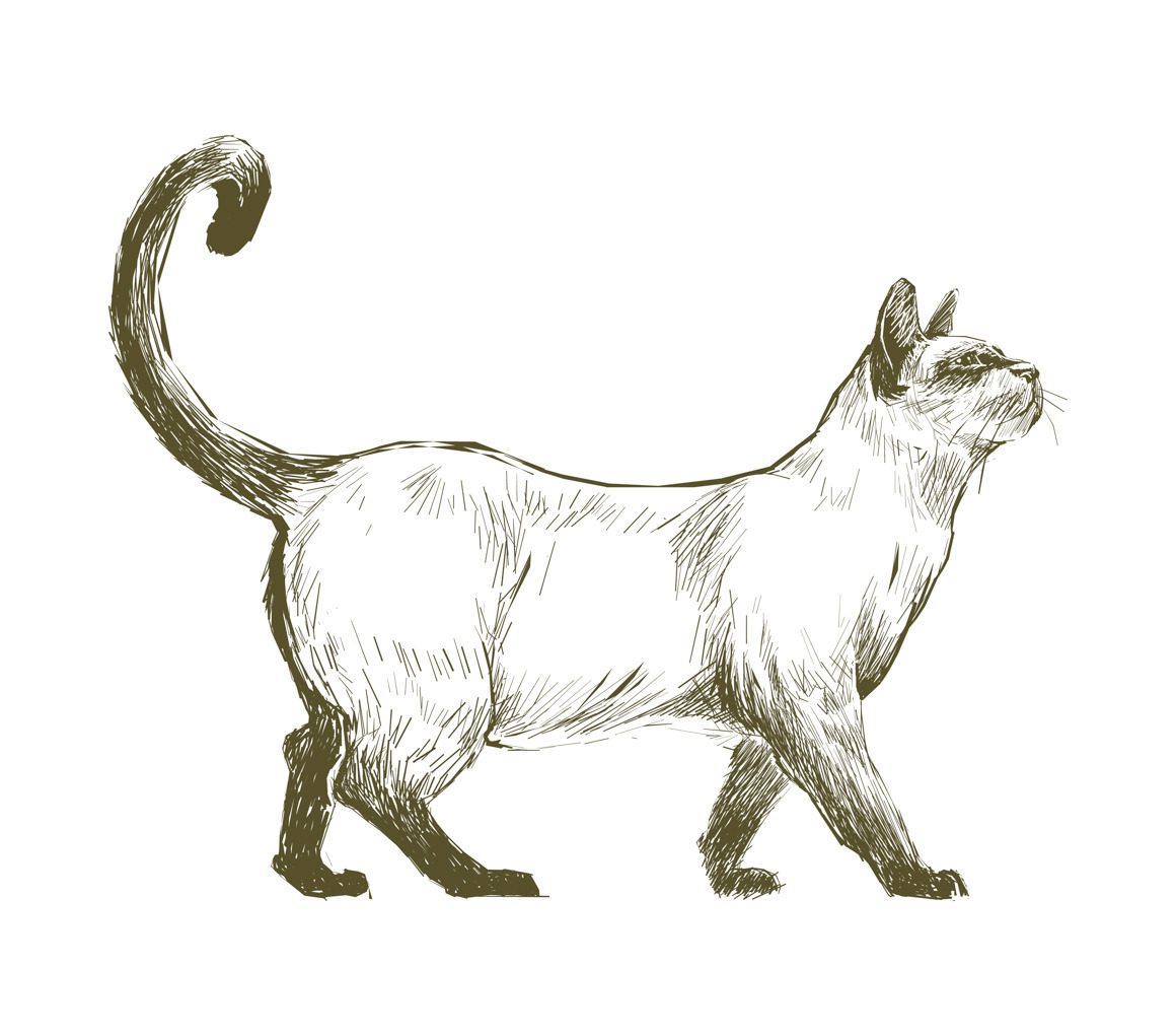Illustration drawing of cat, an Animal Illustration by rawpixel
