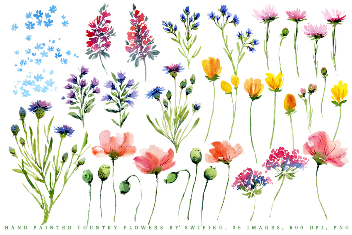Hand painted country flowers, an Illustration by swiejko
