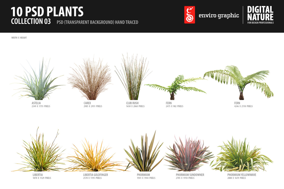 10 PSD Plants Collection 3, an Object Graphic by envirographic