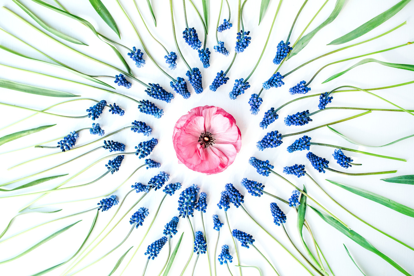 Floral composition featuring flower, isolated, and ranunculus, an Arts ...