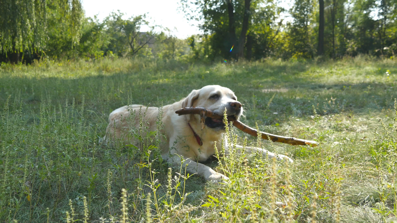 retriver eating wooden stick, an Animal Photo by Footage Autor
