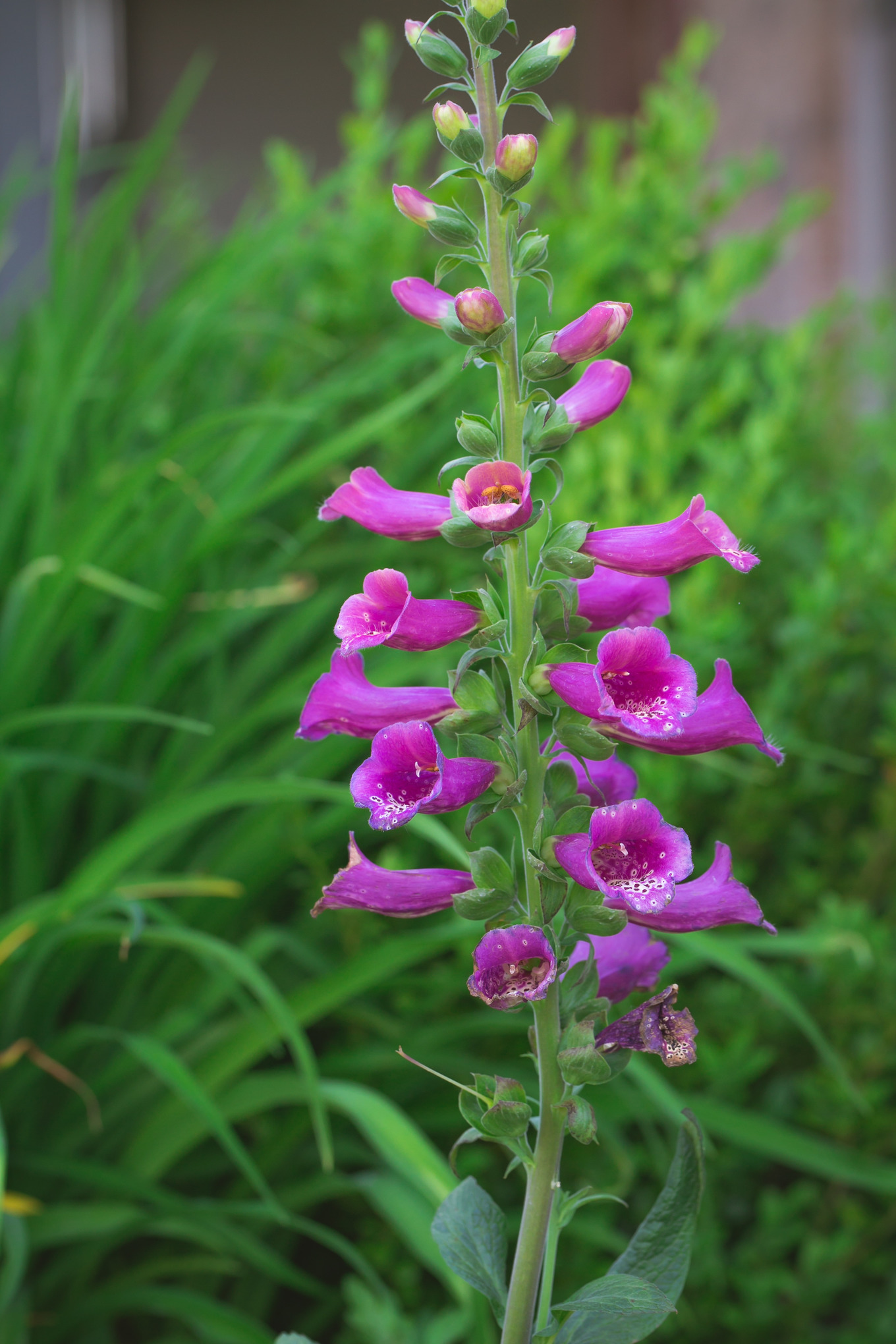 Foxglove, Beautiful but Deadly, a Nature Photo by Tina Thelen Photography