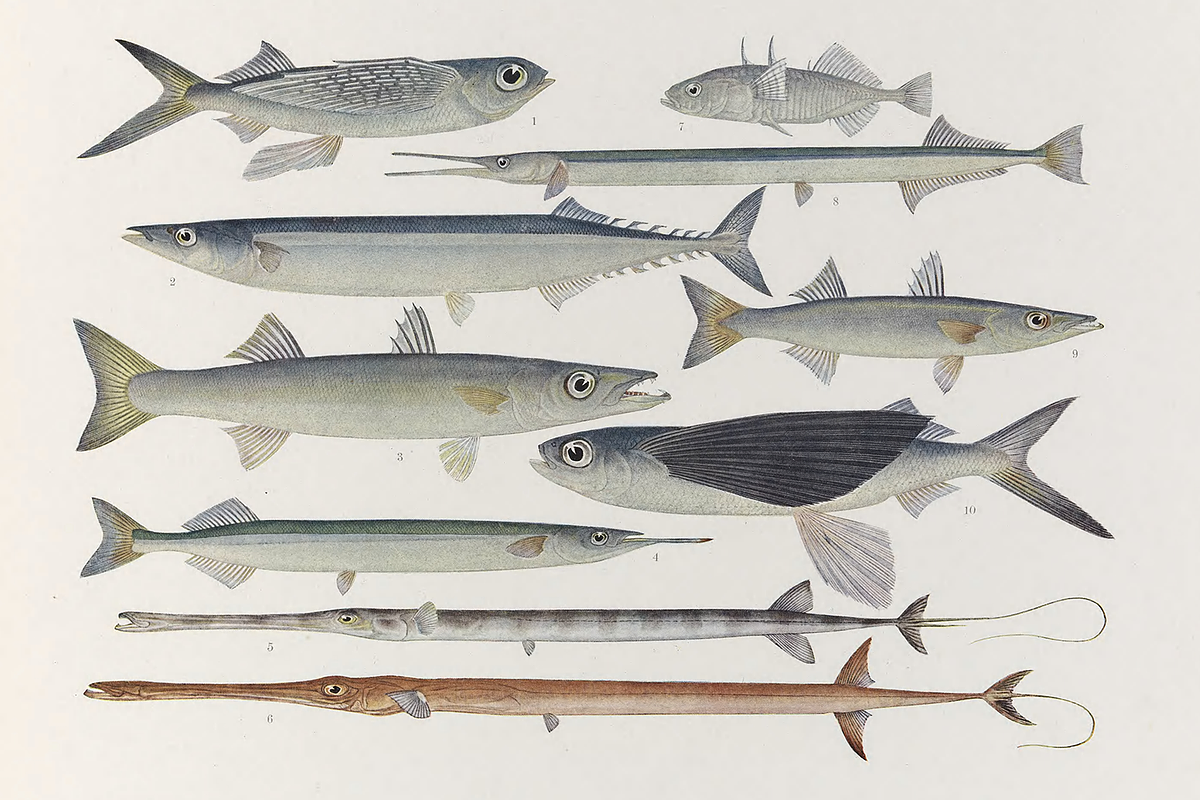 Kumataro Ito Japanese Aquatic Art, an Animal Illustration by Digital Museum