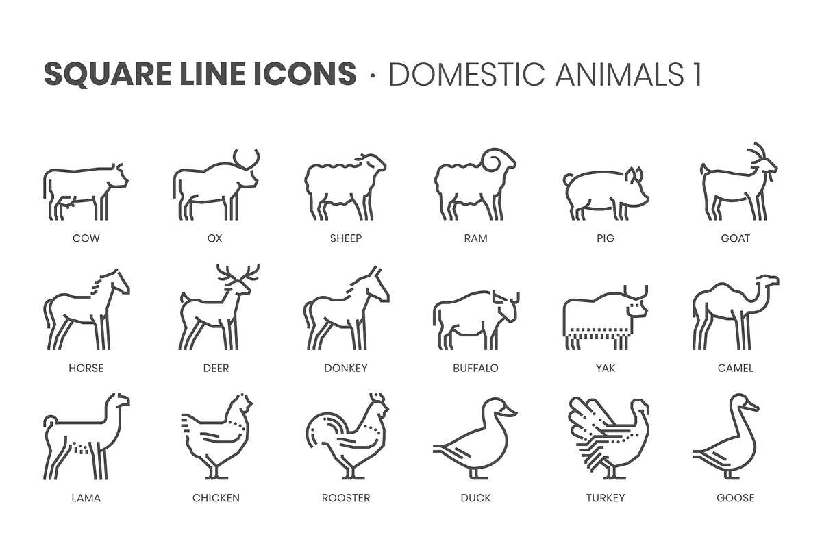 Domestic Animals, Square Line Icons, an Outline Icon by Howcolour