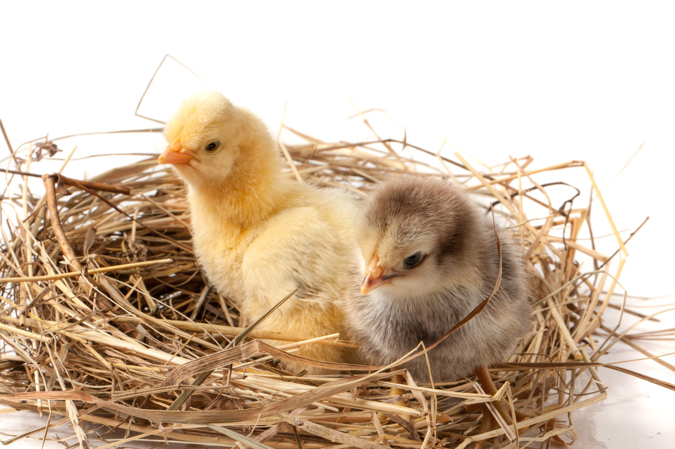 Two baby chicken in the straw nest on white background featuring small ...