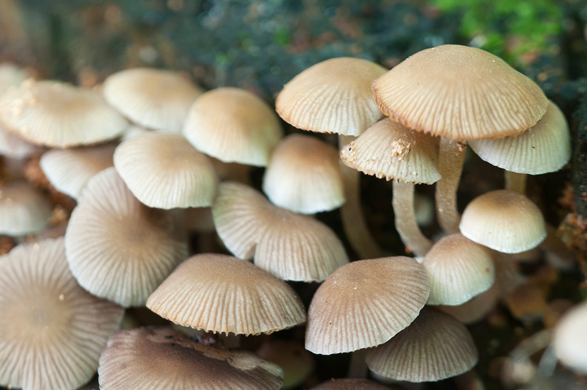 Psathyrella pygmaea mushrooms, a Nature Photo by Alexander62