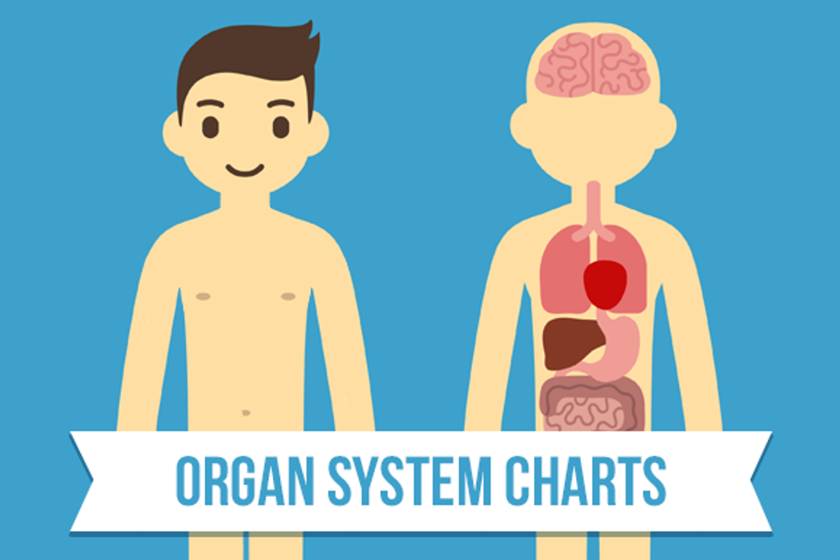 Human anatomy charts, an Education Illustration by Irina Mir