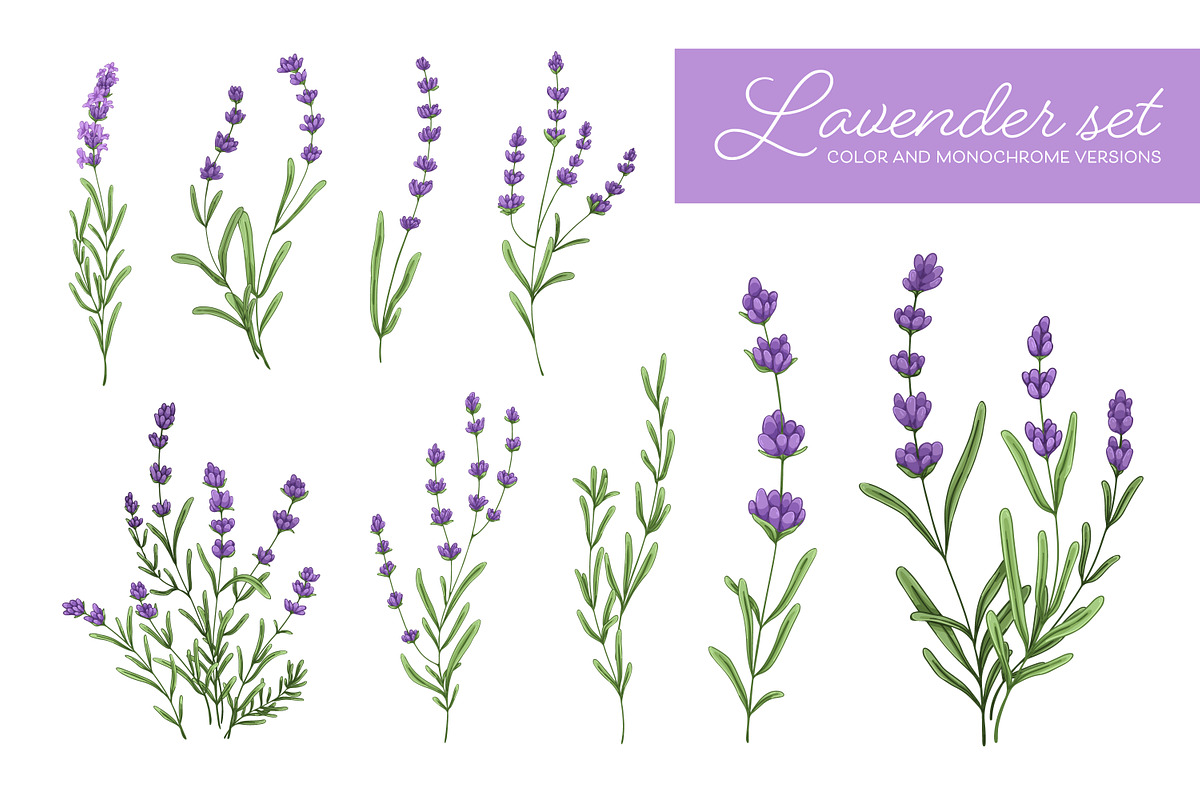 Provence lavender flowers, herbs set, a Decorative Illustration by Good ...