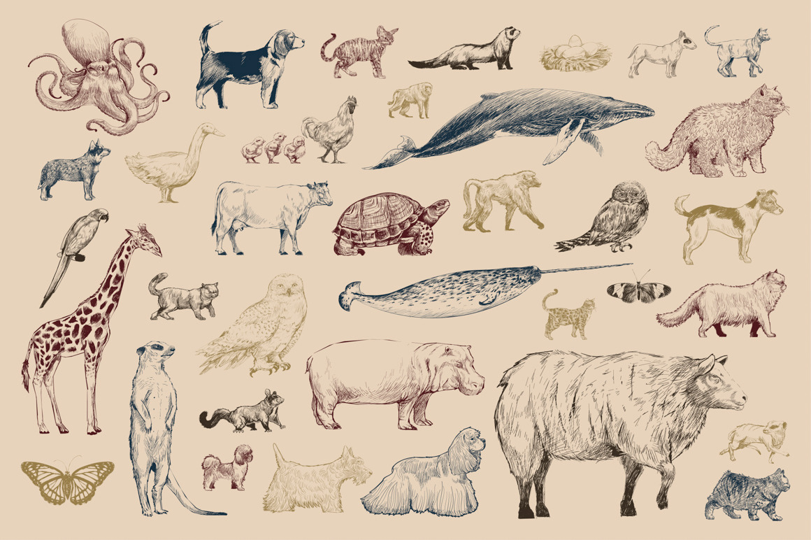 Animal collection vector, an Animal Illustration by rawpixel