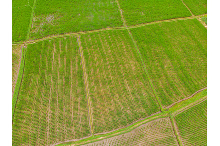 Rice field ,Aerial view of rice fields, a Nature Photo by Art Rachen ...