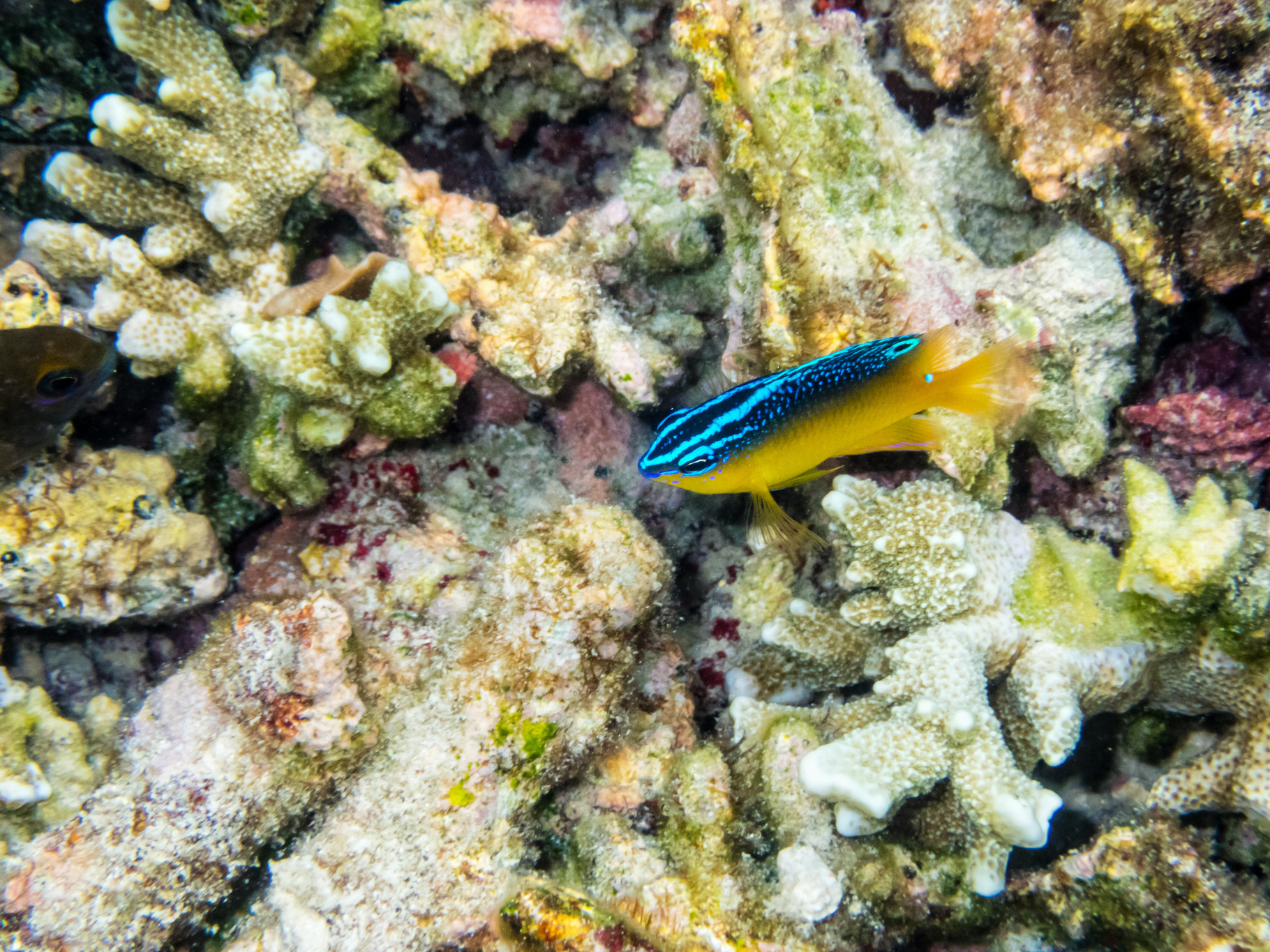Underwater photos of small sea fish | Animal Stock Photos ~ Creative Market