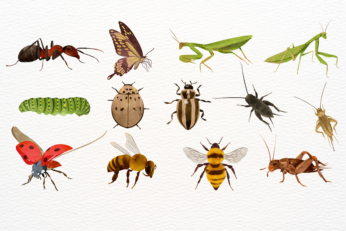 Watercolor Insects Clipart Set, an Education Illustration by ArtbyHien