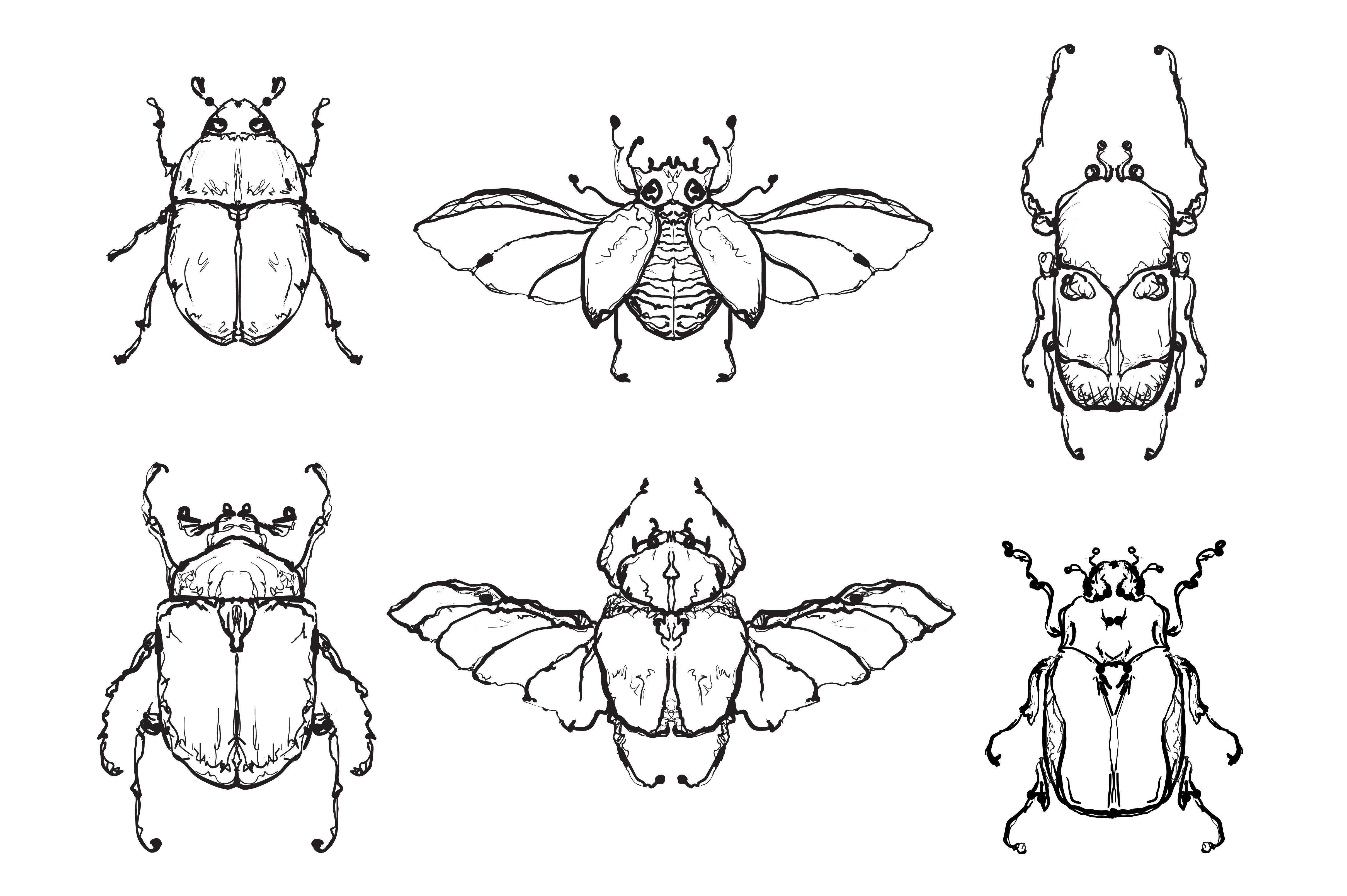 Set of hand drawn insect, an Illustration by Sketching